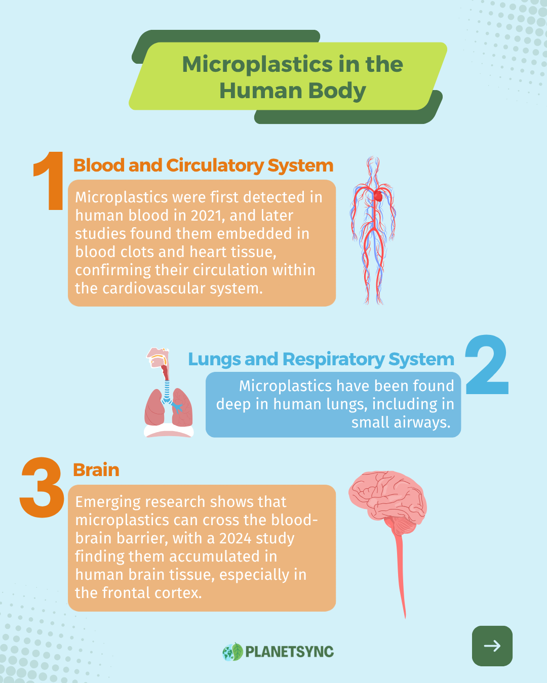 Microplastics in the Human Body: What We Know So Far
