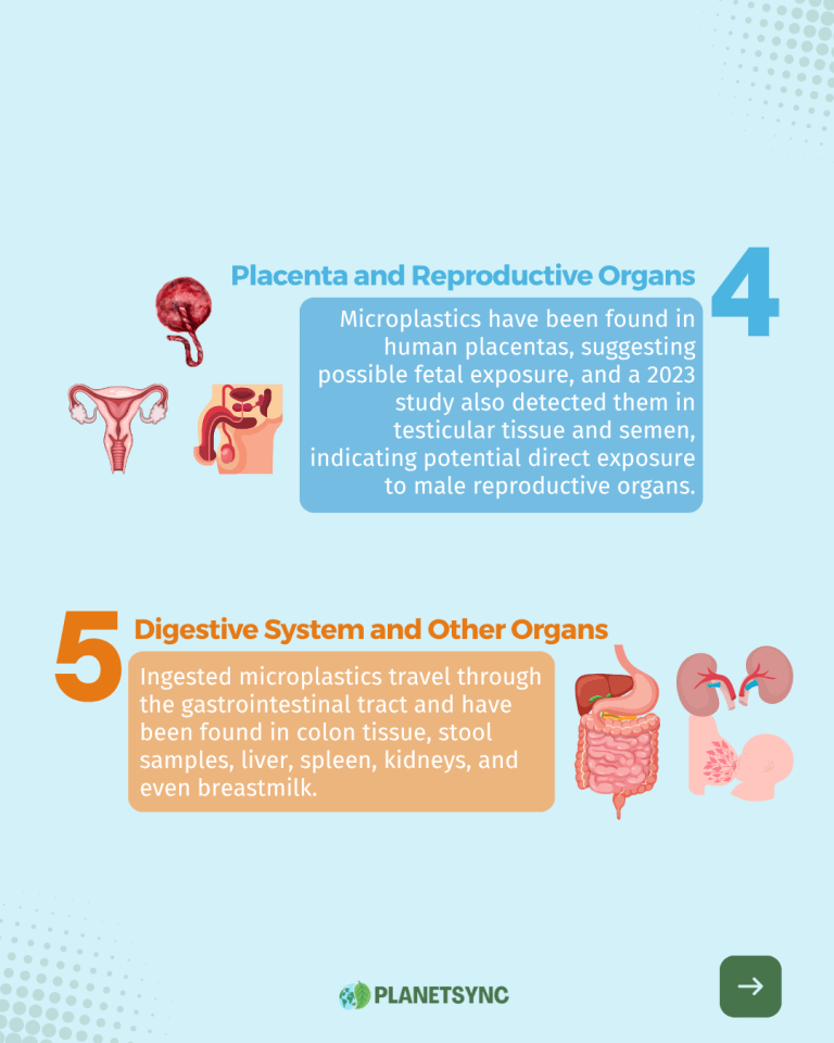 Microplastics in the Human Body: What We Know So Far