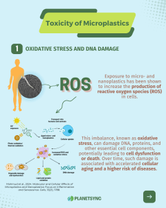 Microplastics in the Human Body: What We Know So Far